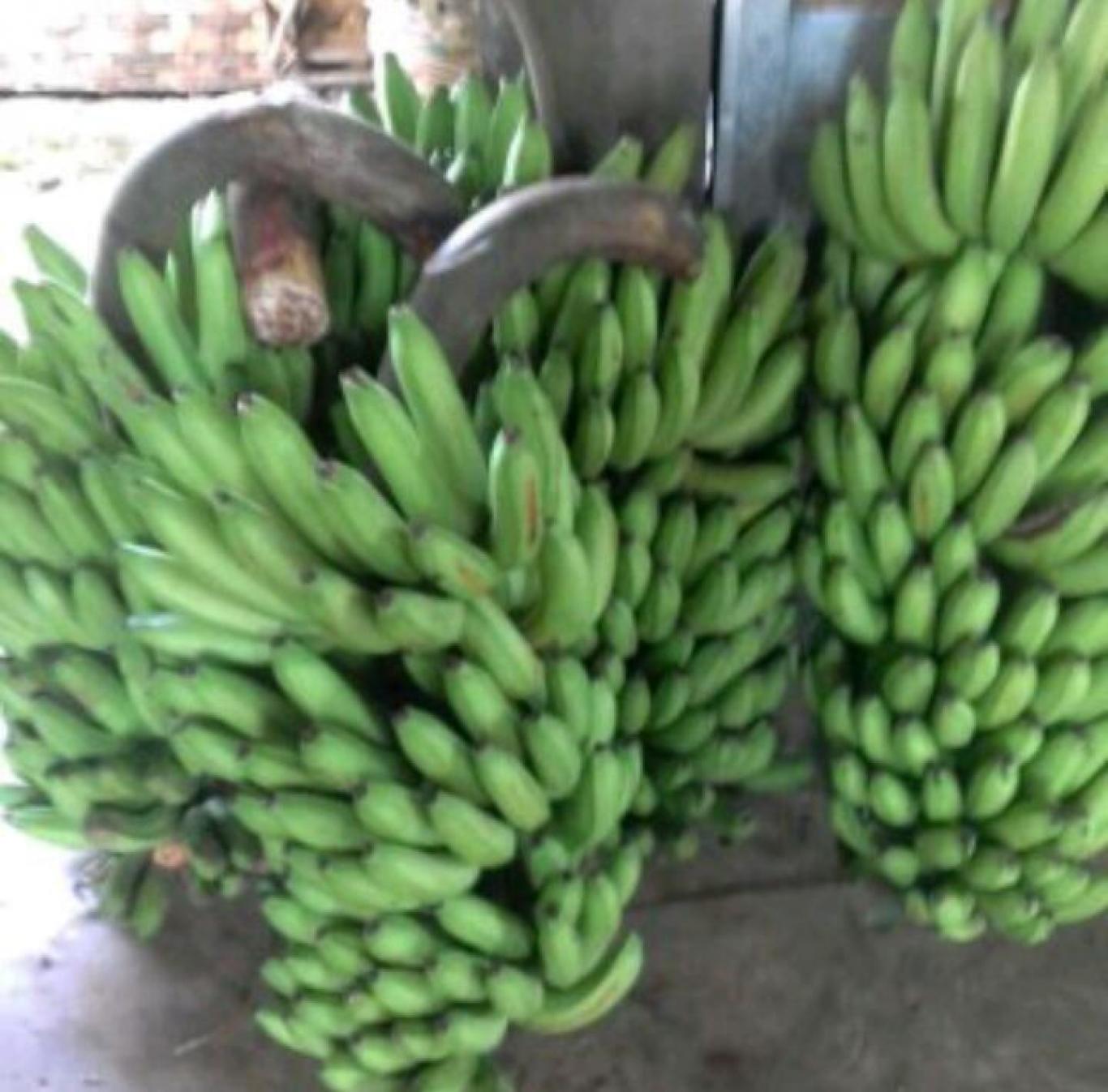 Desa Jatimulyo Merupakan Penghasil Pisang Tertinggi Di Kecamatan Dlingo ...